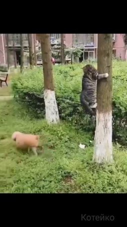 Кото маскировка