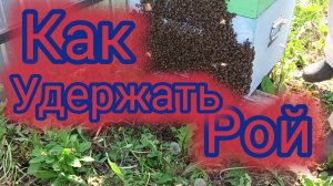 Как удержать рой 🐝