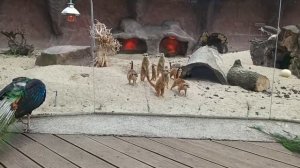 Кого показывают?