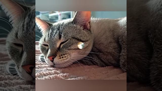 Сон кота