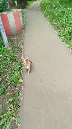 Сеня ушёл в кусты и с концами😁