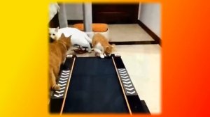 Приколы с котами. Позитив. Создай себе хорошее настроение