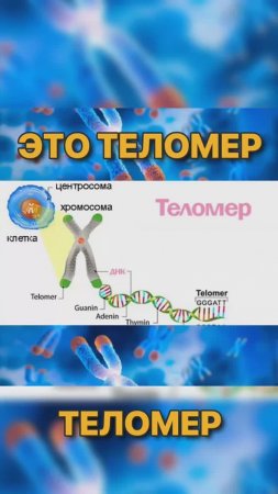 Теломеры и мелатонин – маркеры старения
