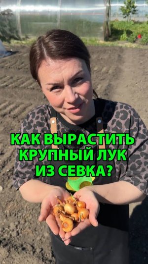 Как вырастить крупный лук из севка и избежать стрелки