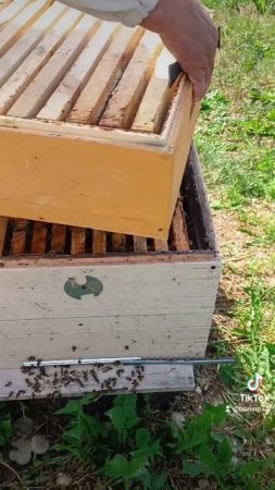 май-магазины 🐝🌺🌞🐝🌞🌞🌺🐝🐝🐝
