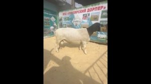 Племенные бараны дорпер в продаже в Дагестане