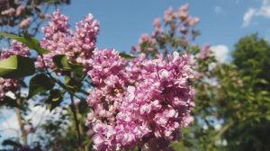Сиреневый сад. Сокольники. 25.05.2025 год.