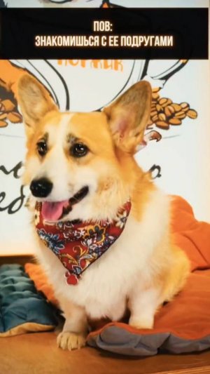Собачьи зарисовки🐶
