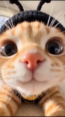 Кото пчёл