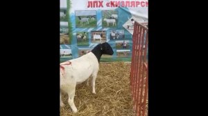 Бараны дорпер в продаже в Дагестане