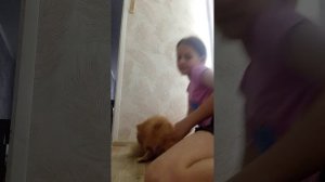 Вот что мы умеем 🐕