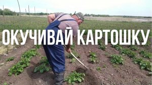 Секреты хорошего урожая картошки в деревне