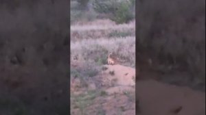 Малышки Лисички🦊