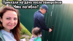ПРИЕХАЛИ ЧЕРЕЗ НЕДЕЛЮ НА ДАЧУ, А ТАМ…/ ЧТО ПОГУБИЛИ ЗАМОРОЗКИ?/ДАЧНЫЙ ОБЗОР