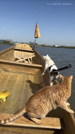 Коты на рыбалке
