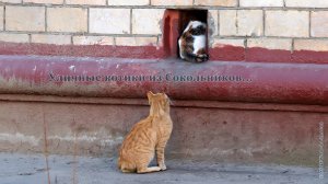 Уличные котики из Сокольников
