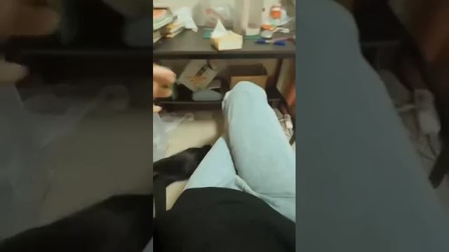 Котики бьют стёкла