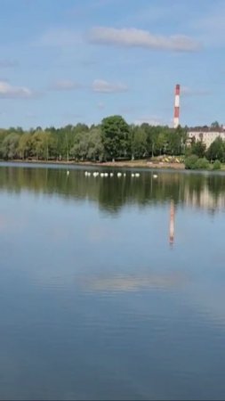 🦢🦢🦢 Лебеди на Травянском пруду. 30.05.2023 г. Видео: Татьяна Малкова