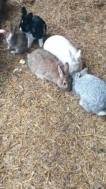 Кролики 🐰🐇