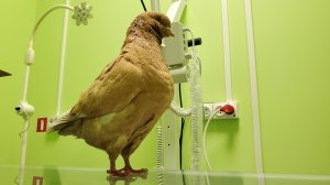 ПТИЦЫ У ВРАЧА И ЗАКУПКА КОРМА. СПАСИБО ЗА ПОМОЩЬ!