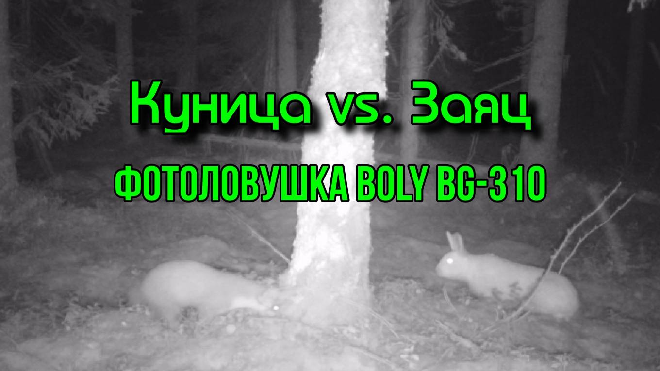 Куница vs. Заяц. Сдохла флешка. Фотоловушка Boly BG-310