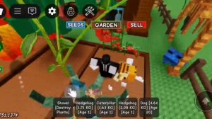 Открыл Bee egg в Grow a garden
