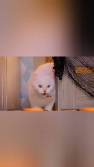 котейка попал в игру😱