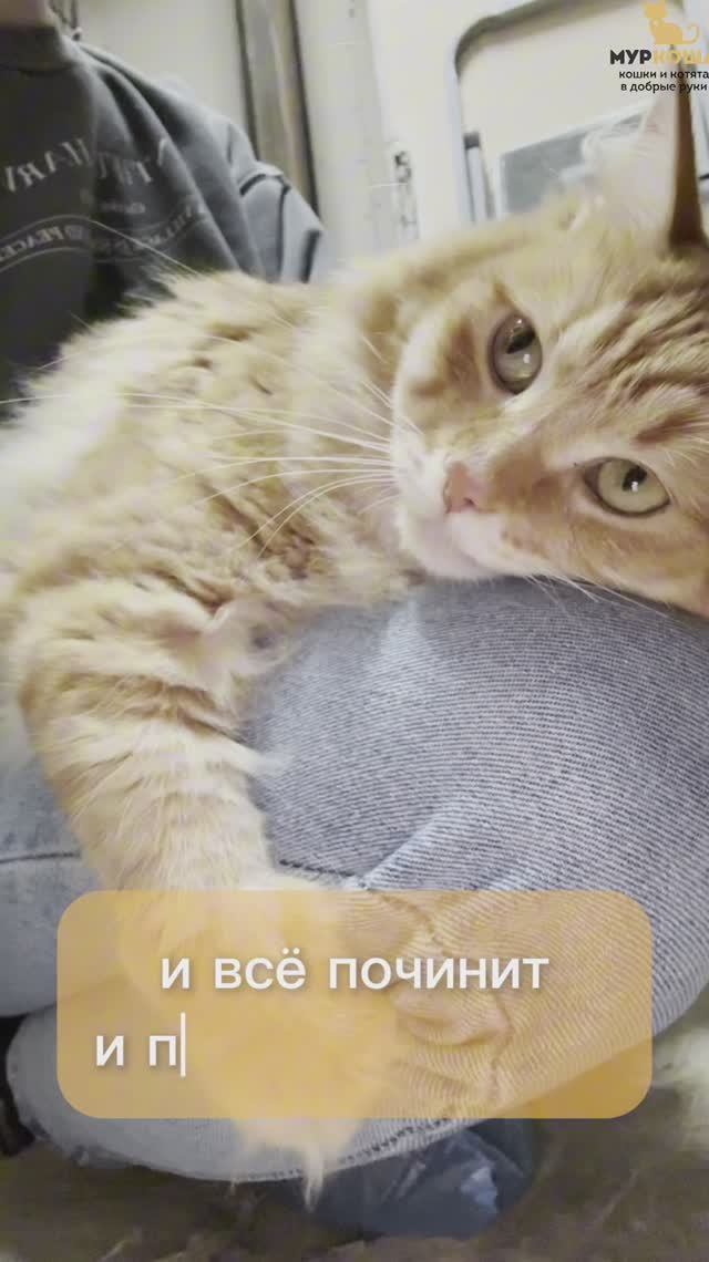 Пеппер (уже дома)