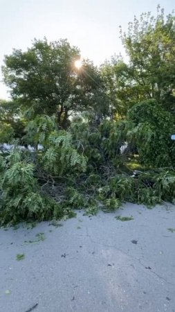 На Приморском бульваре упало трухлявое дерево
