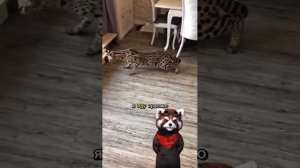 Сервал — кот, который может дать по щам