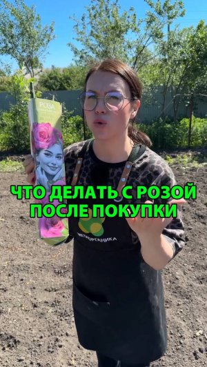 Что делать с розой сразу после покупки