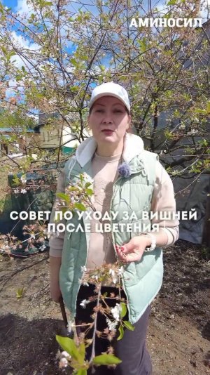 🍒 Совет по уходу за вишней после цветения