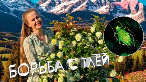 БОРЬБА С ТЛЕЙ