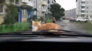 Покатали и вернули