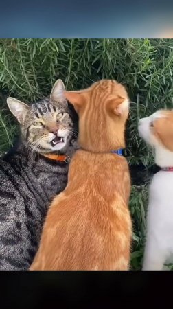 Пархаю, как БАБОЧКА! 🦋 И Жалю, как ПЧЕЛА! 🐝 #cat #ОЗВУЧКА #юмор