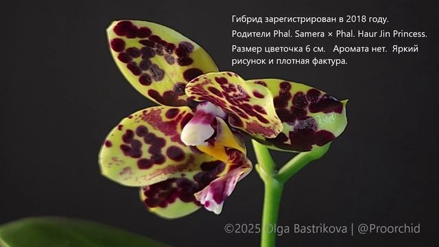 Phal. Yaphon Black Swan Black Anaconda