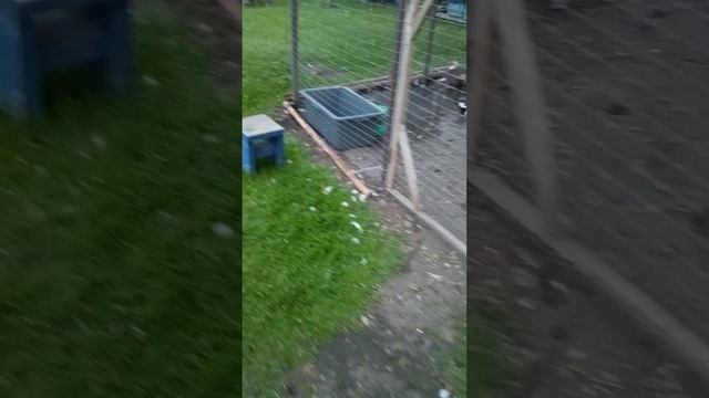 Развлекуха для пернатых
