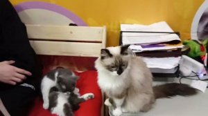 Мурляндия. экзотические породы кошек #ульяновск #мурляндия #кошки #экзотика #сфинкс