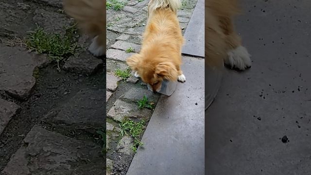 1000009876.mp4  Злюка.Инна Гетц.