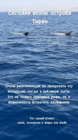 Обитатели Красного моря