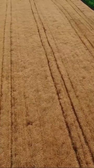 История о хлебе, которая изменит ваше мнение!