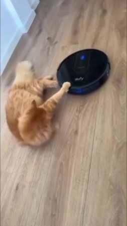 Котик, мы уходим