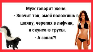 Скунс в трусах. Новые Анекдоты! Свежие Анекдоты! Юмор! Смешные анекдоты! Приколы!