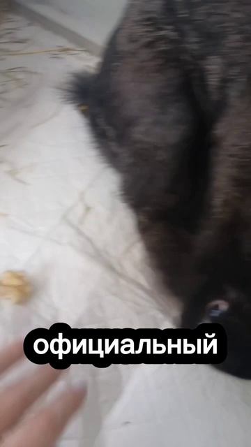 Путешествие двух кроликов из Армении в Германию — с заботой, комфортом и любовью! #animaltrips