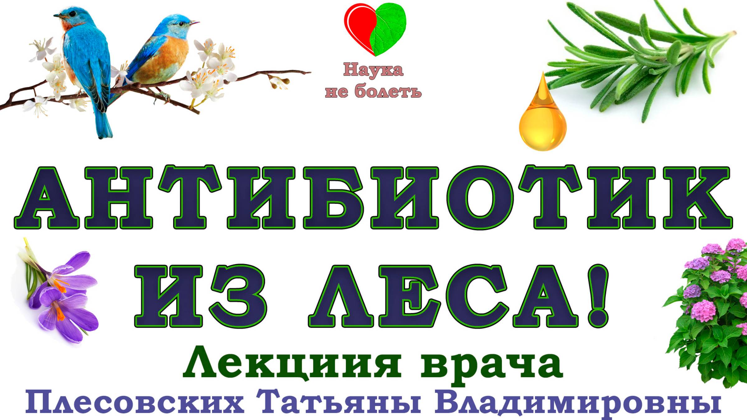 В ЛЕС ЗА АНТИБИОТИКАМИ! -||- ПОЛЬЗА СОСНОВЫХ ПОБЕГОВ -||- СЕРА ДЛЯ СУСТАВОВ И КОЖИ #топыкатегорий