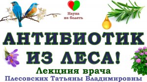 В ЛЕС ЗА АНТИБИОТИКАМИ! -||- ПОЛЬЗА СОСНОВЫХ ПОБЕГОВ -||- СЕРА ДЛЯ СУСТАВОВ И КОЖИ #топыкатегорий