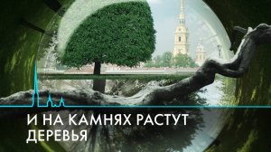 Деревья Петербурга. Живые свидетели истории города
