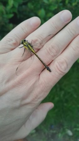 Стрекоза, Дедка Обыкновенный, Gomphus vulgatissimus, Великий Новгород 03-06-2025