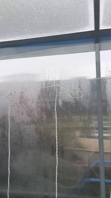 огурцы.помидоры.теплица.