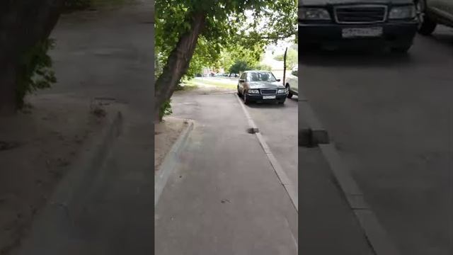 Мы идём гулять с собакой! | 3-июн-2025, 2